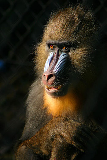 Mandrill The Animal Files
