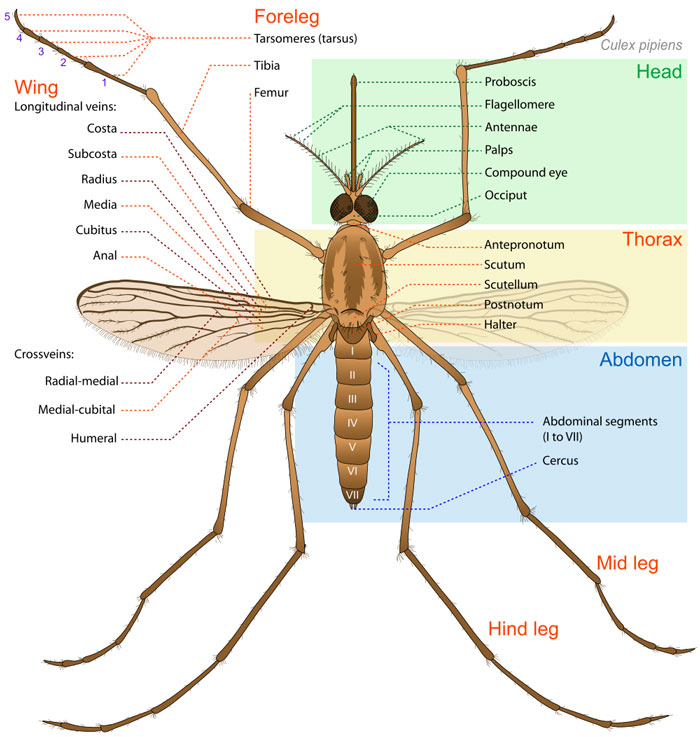 Anatomy of a Mosquito: The Animal Files