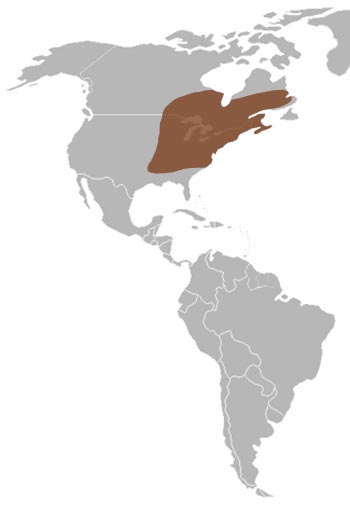 American Toad: The Animal Files