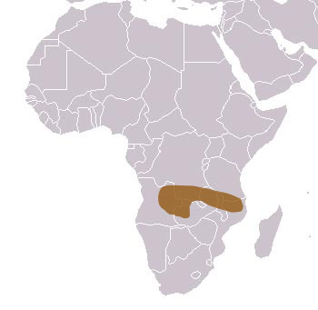 Angolan Genet: The Animal Files