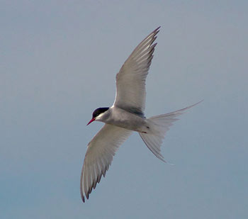 Migration: The Animal Files