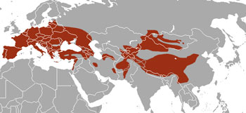Beech Marten: The Animal Files