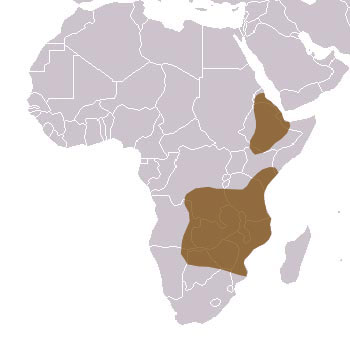 Black Mamba: The Animal Files