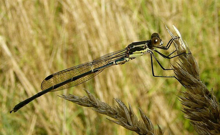 Steve Reekie's Gallery - Blue Damsel: The Animal Files