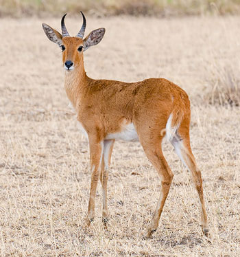 Bohor Reedbuck: The Animal Files