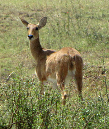 Bohor Reedbuck: The Animal Files