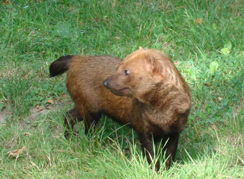 Bush Dog: The Animal Files