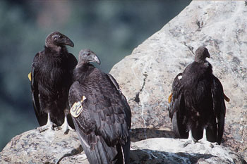 California Condor: The Animal Files