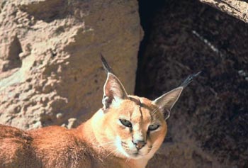 Caracal: The Animal Files