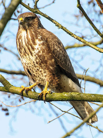 Common Buzzard: The Animal Files