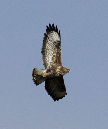 Common Buzzard: The Animal Files