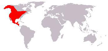 Coyote: The Animal Files