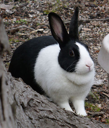 Caring for a Rabbit: The Animal Files