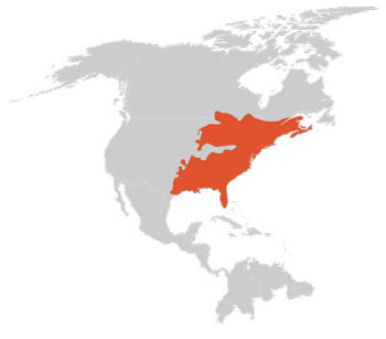 Eastern Newt: The Animal Files