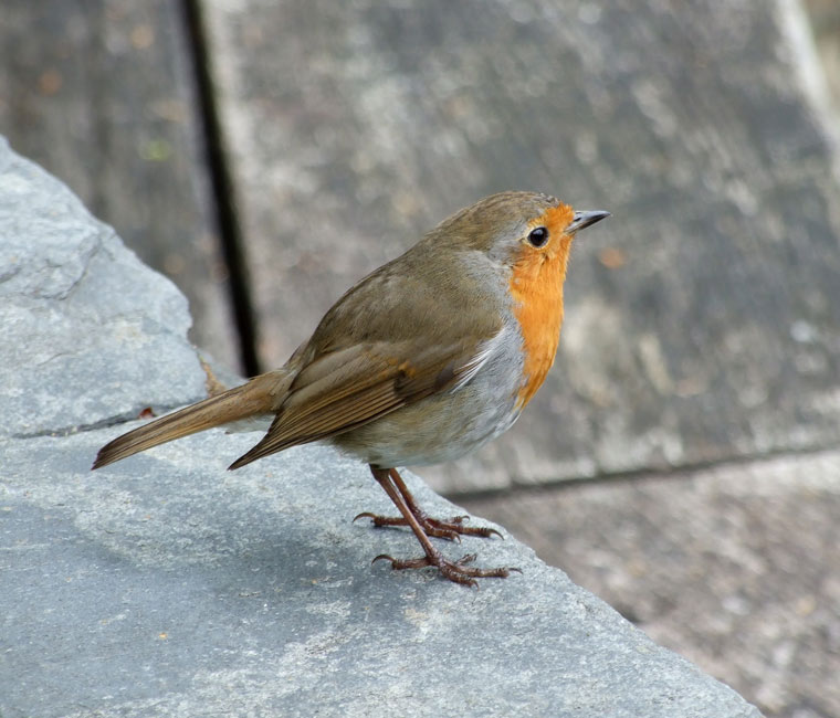Eric Carruthers' Gallery - European Robin: The Animal Files