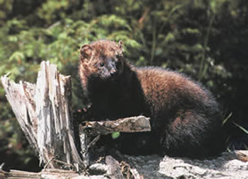 Fisher: The Animal Files