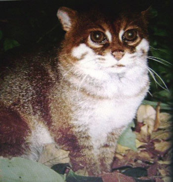 Flat-Headed Cat: The Animal Files