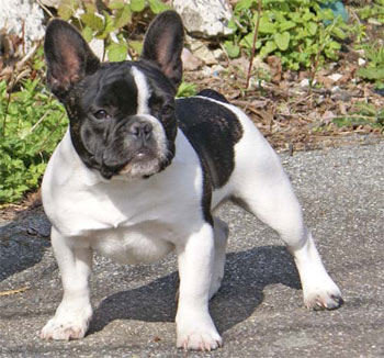 French Bulldog: The Animal Files