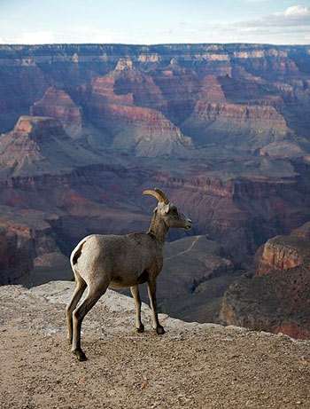 Animals That Live In Canyons
