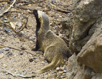 Greater Grison: The Animal Files