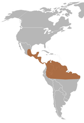 Greater Grison: The Animal Files