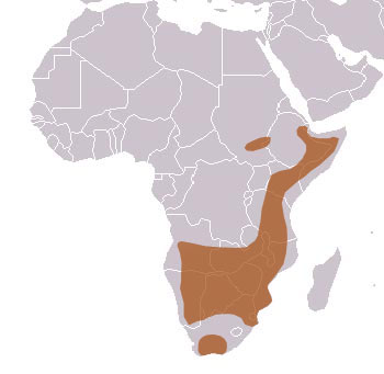 Greater Kudu: The Animal Files