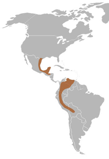 Green Jay: The Animal Files