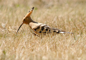 Hoopoe: The Animal Files