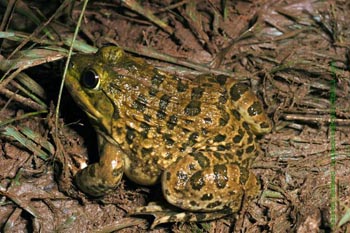 Indian Bullfrog: The Animal Files