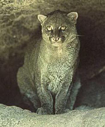 Jaguarundi: The Animal Files