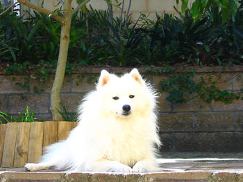 Japanese Spitz: The Animal Files