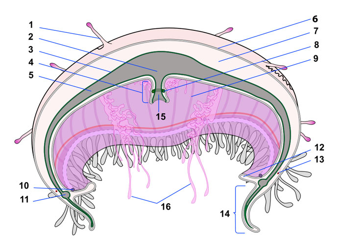 Jellyfish Anatomy
