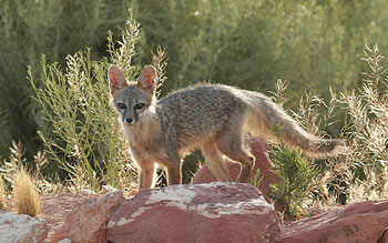 Kit Fox: The Animal Files