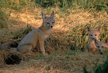 Kit Fox: The Animal Files