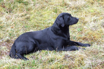 Labrador Retriever: The Animal Files