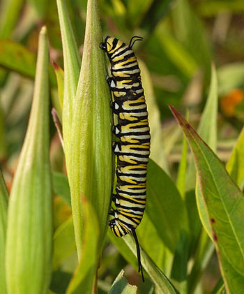 Larva: The Animal Files