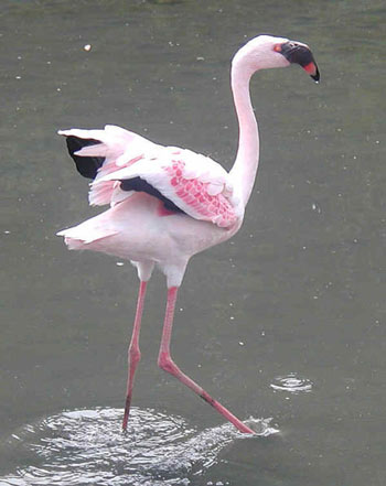 Lesser Flamingo: The Animal Files