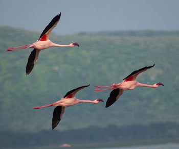 Lesser Flamingo: The Animal Files