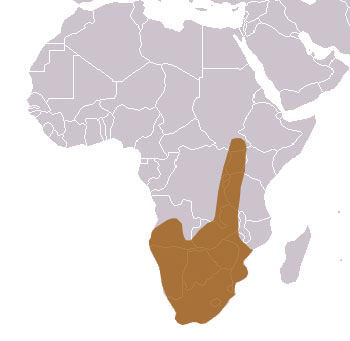 Lesser Flamingo: The Animal Files