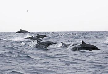 Long-Beaked Common Dolphin: The Animal Files