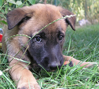 Malinois: The Animal Files