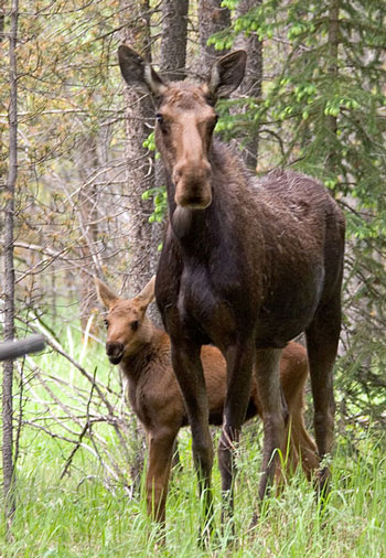 Moose: The Animal Files