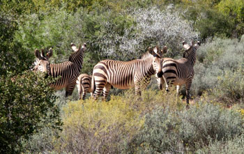 Mountain Zebra: The Animal Files