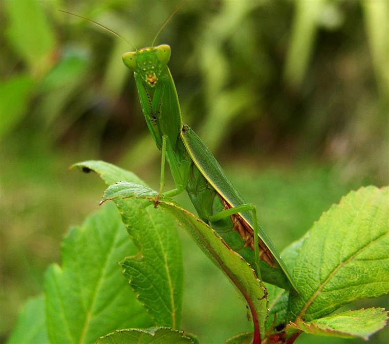 Steve Reekie's Gallery - New Zealand Praying Mantis: The Animal Files