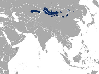 Pallas's Pika: The Animal Files