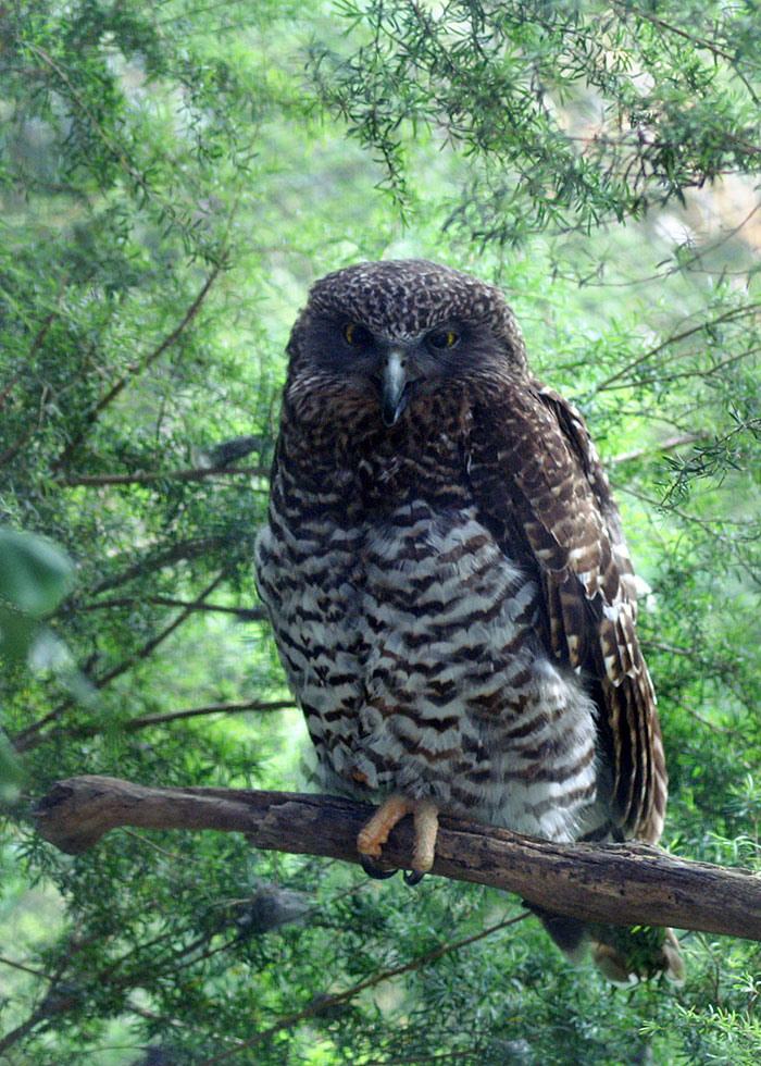 John Chapman's Gallery - Powerful Owl: The Animal Files