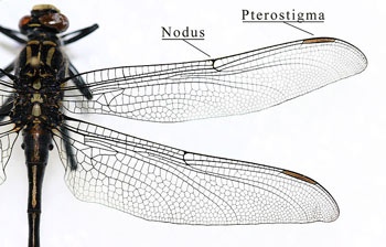 Pterostigma: The Animal Files