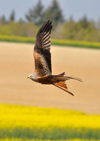 Red Kite: The Animal Files