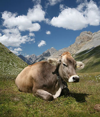 Ruminant: The Animal Files