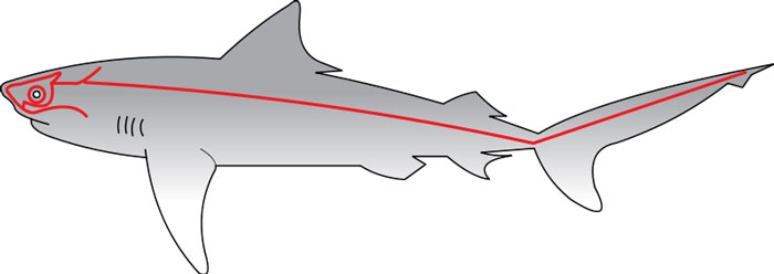 Lateral Line of a Shark: The Animal Files